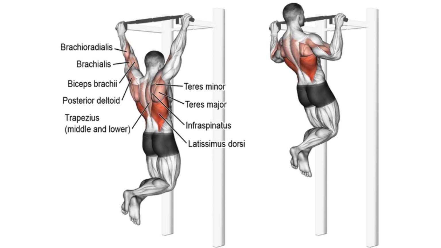 Pull-Ups: 8 Reasons They Should Anchor Your Training